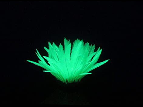 Classic Aqua Lumo Green Fem Aquarium Plant